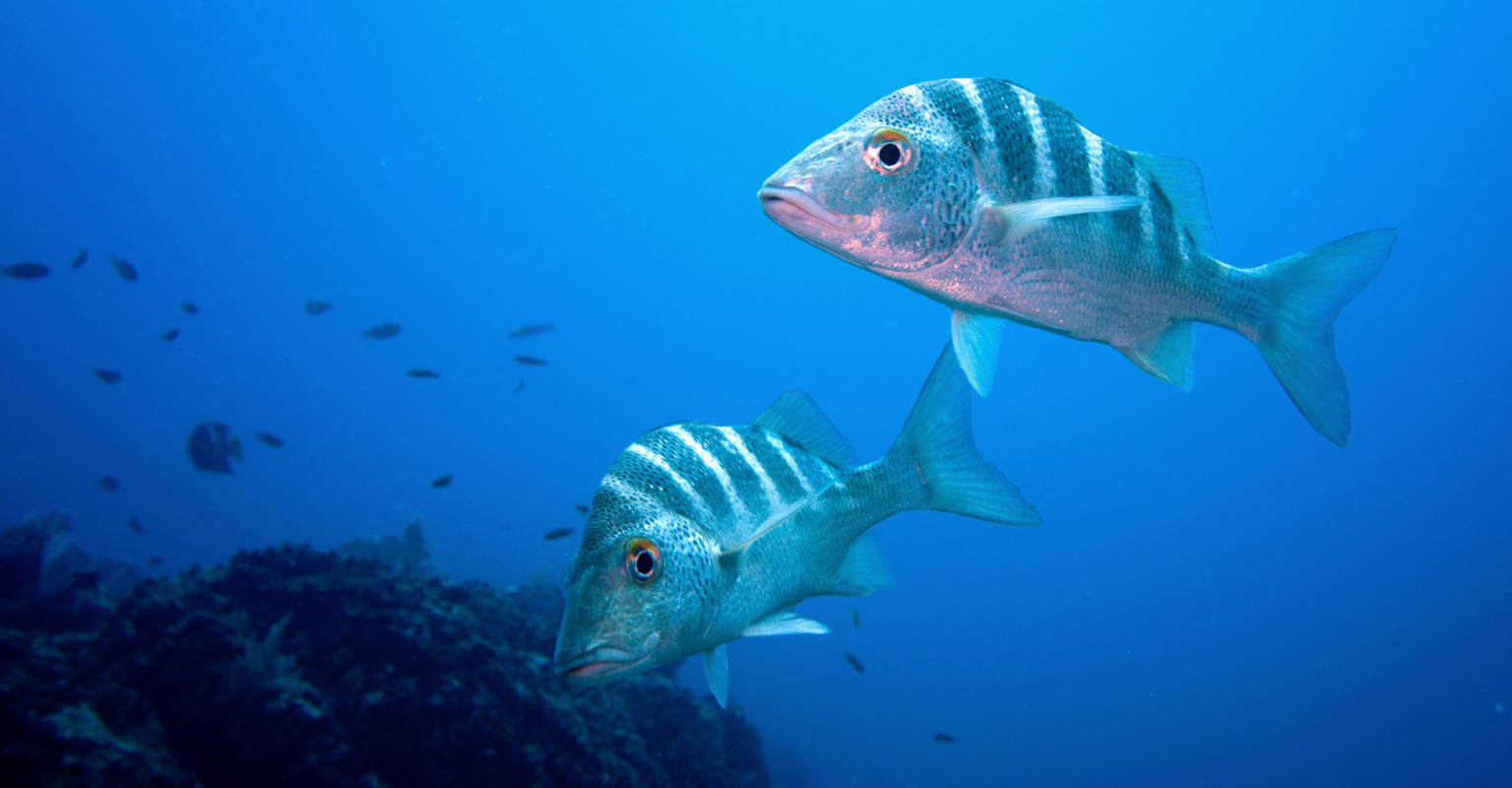 Ocean Rift - Time & History