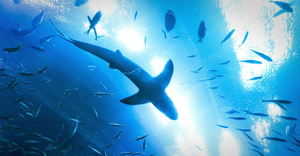 theBlu VR - Time & History